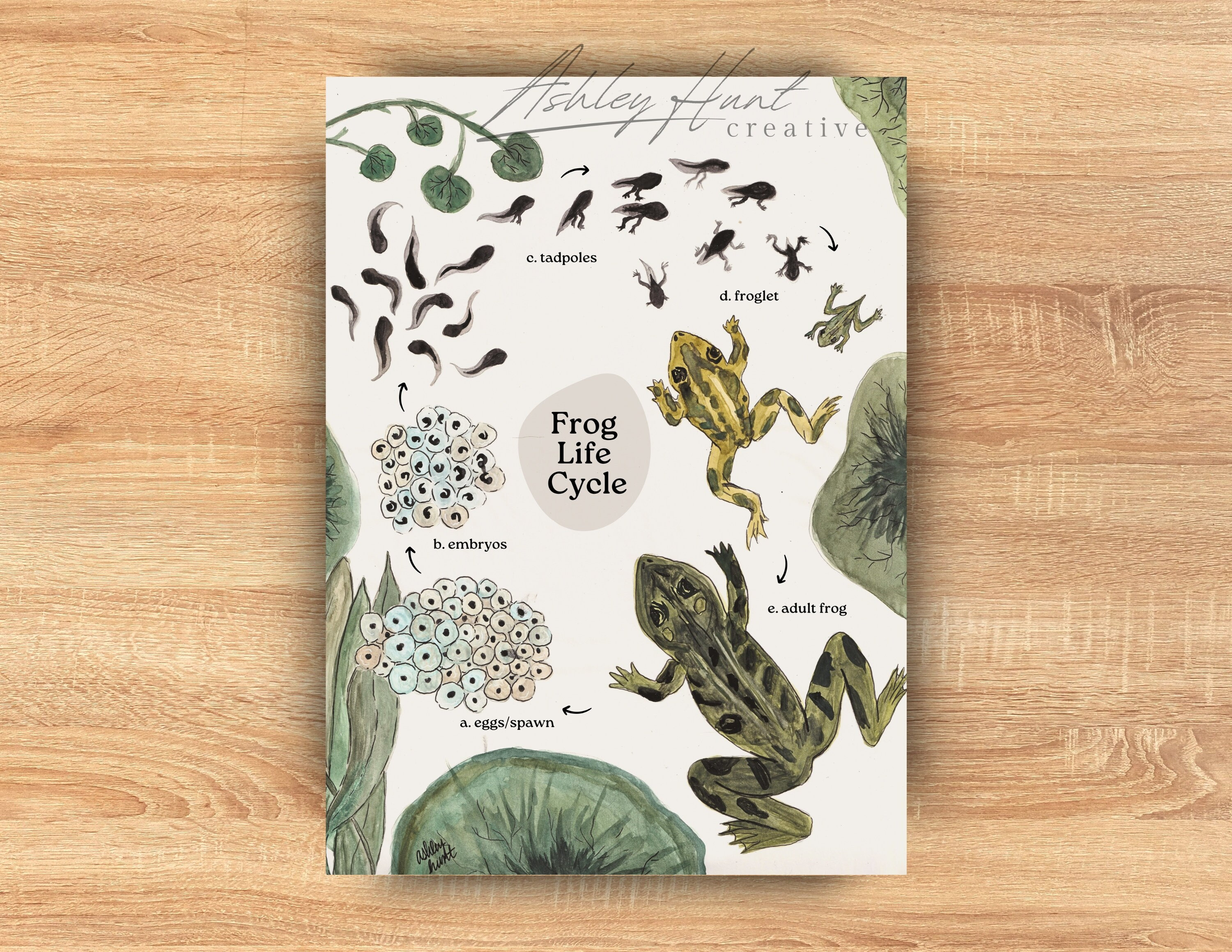 Frog Life Cycle Poster Print | Preschool, Kindergarten, Homeschool ...