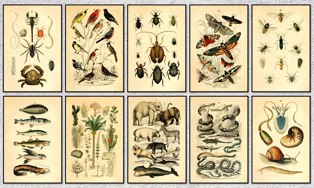 Botanical Science Wall Decor Plant Science Art Botanical Illustration ...