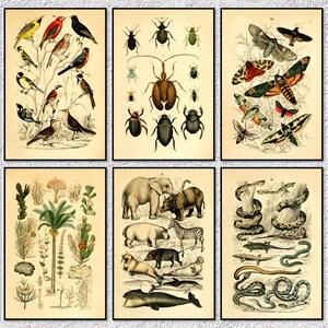 Botanical Science Wall Decor Plant Science Art Botanical Illustration ...