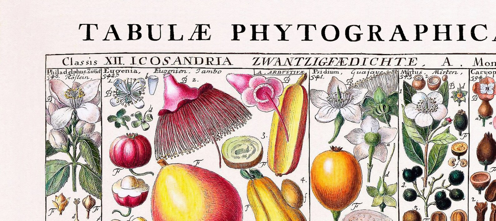 Botanical Science Wall Art Botanical Charts Posters | Etsy