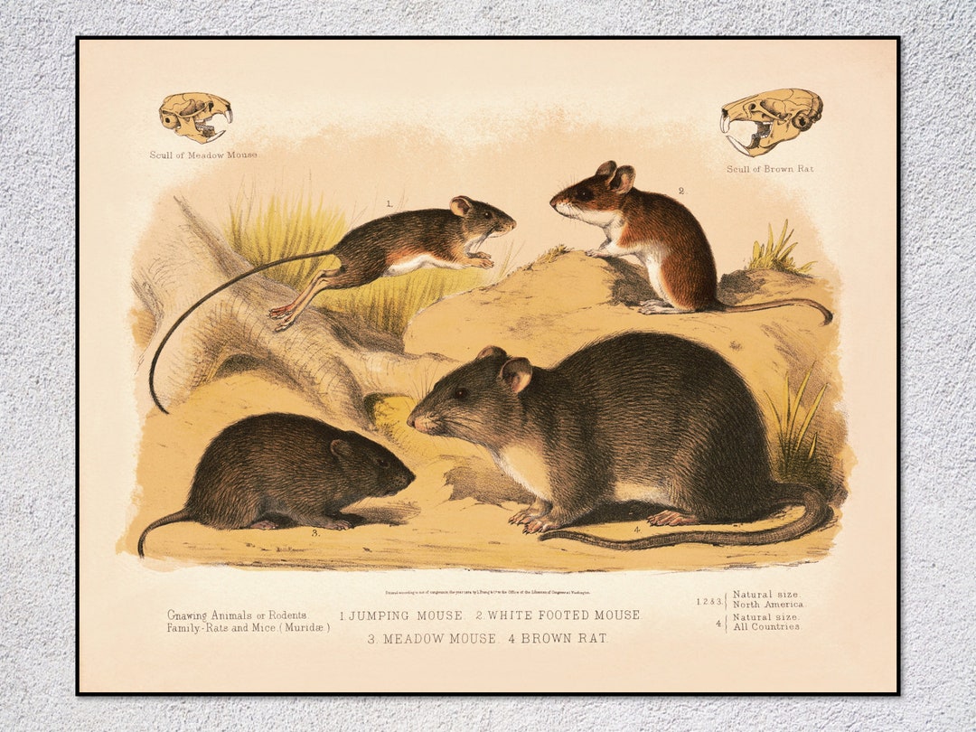 Jumping Mouse Print | Vintage Zoology Art | Science Wall Decor ...