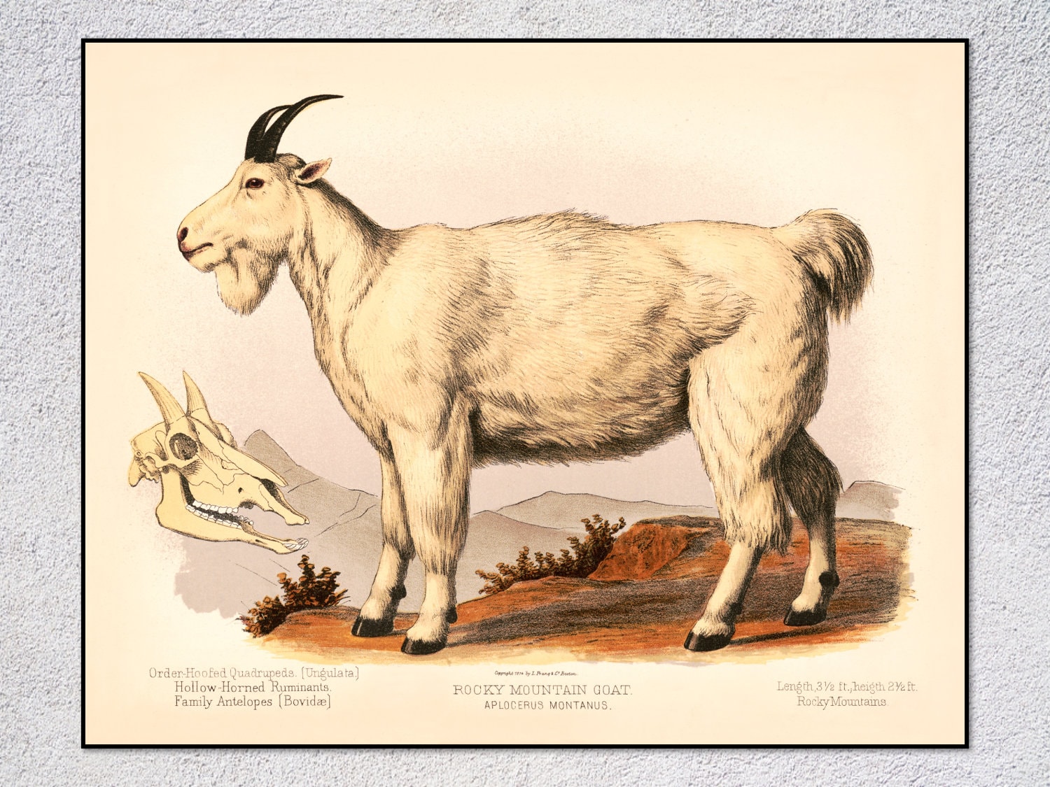 Rocky Mountain Goat Drawing