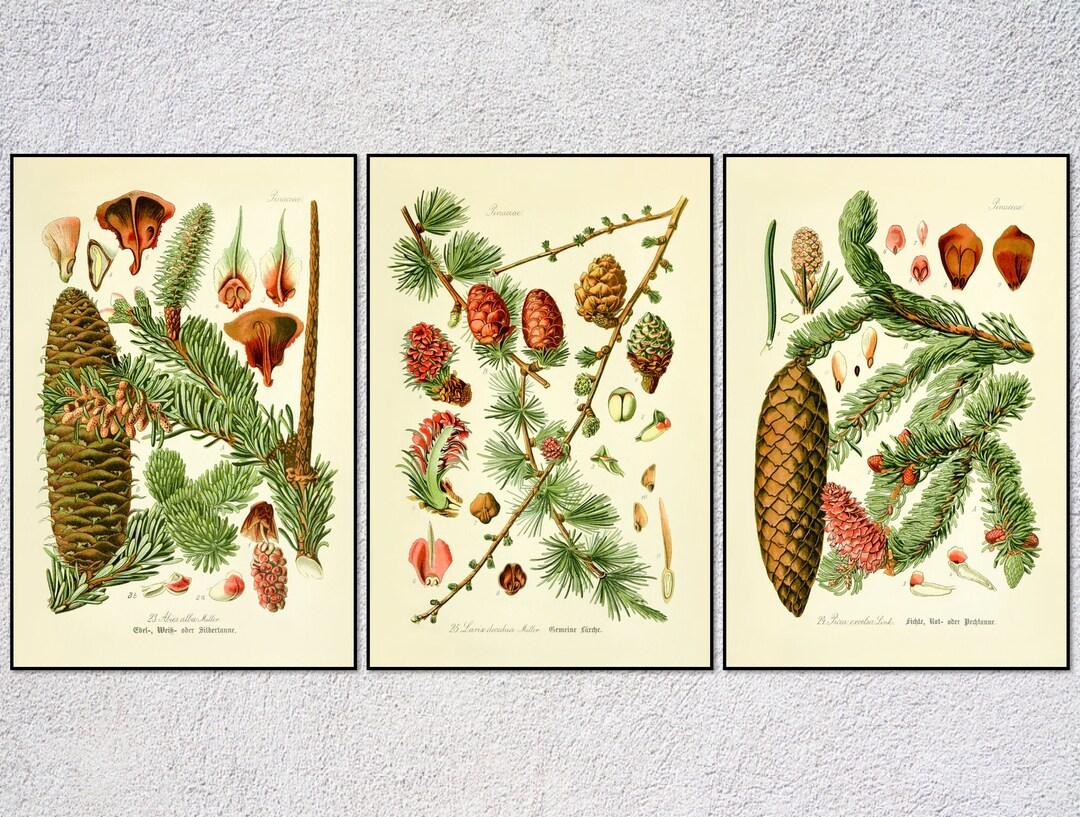 Kitchen Decor Print Pine Cone Posters Botanical Illustration Poster ...