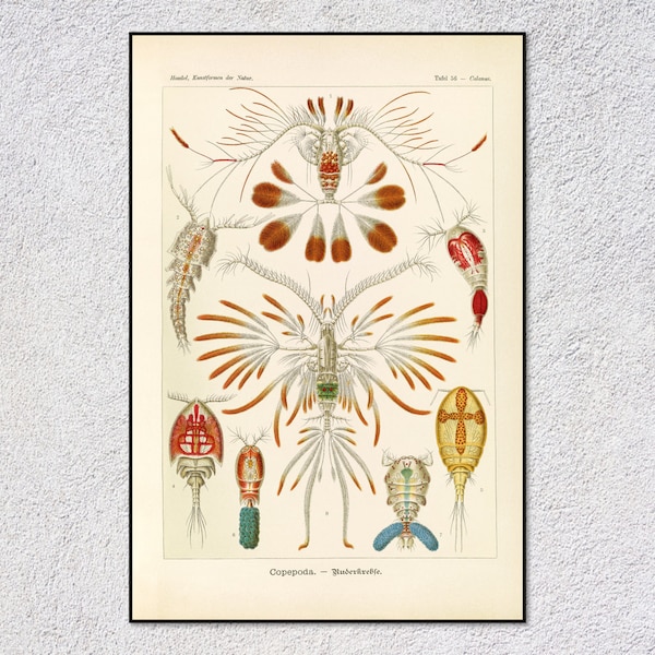 Life Aquatic Poster - Etsy