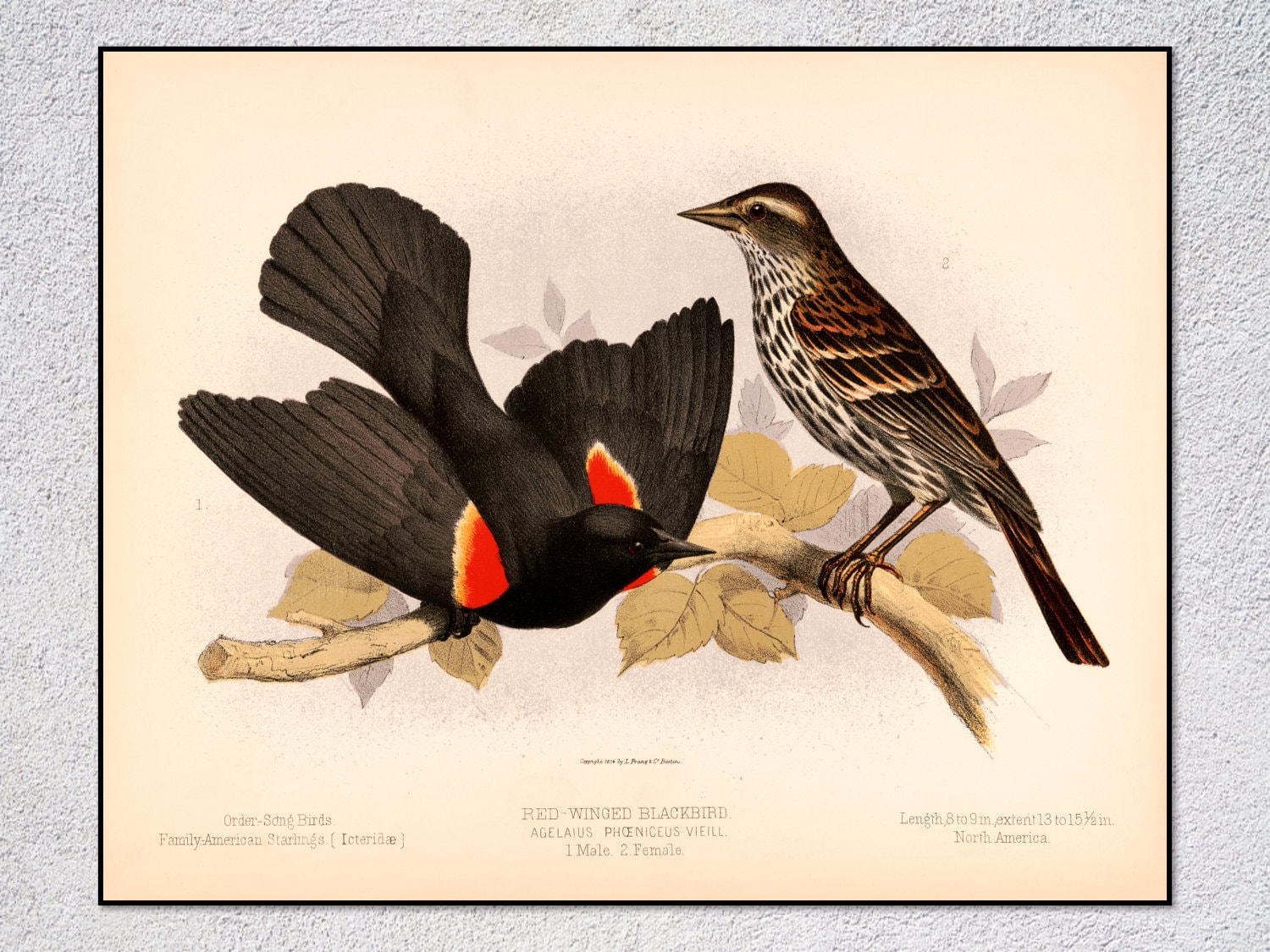Red-winged Blackbird Print | Vintage Ornithology Art | Antique Bird ...