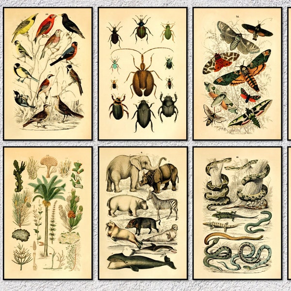 Scientific Illustration Prints - Etsy