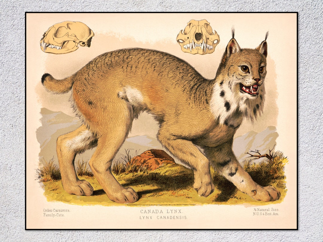 Canada Lynx Science Wall Decor Zoology Art Antique Animal Painting - Etsy