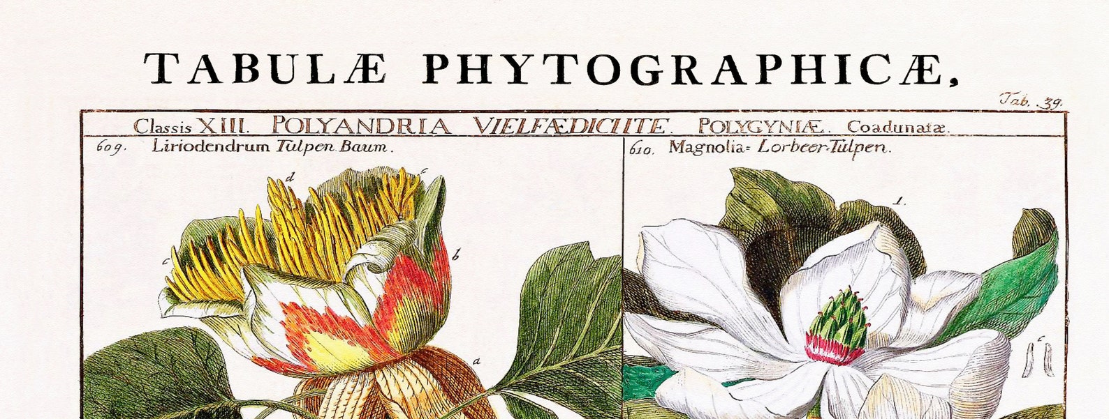 Botanical Science Wall Art Botanical Charts Posters | Etsy