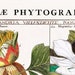 Botanical Science Wall Art Botanical Charts Posters Botanical ...