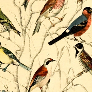 Botanical Science Wall Decor Plant Science Art Botanical Illustration ...