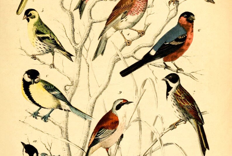 Botanical Science Wall Decor Plant Science Art Botanical - Etsy