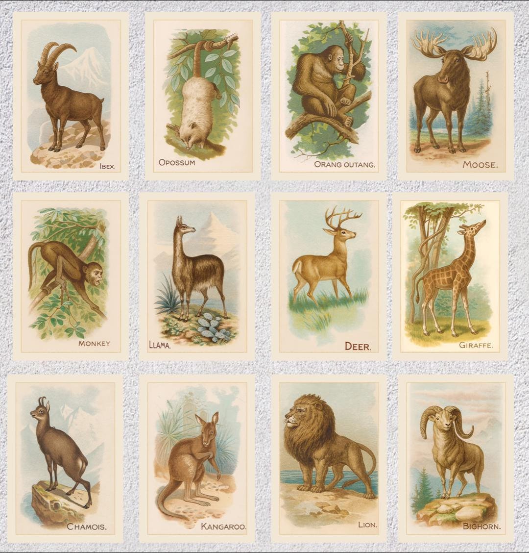Restored Vintage Animal Postcard Set 1 of 4 | 12 Wildlife Illustrations ...