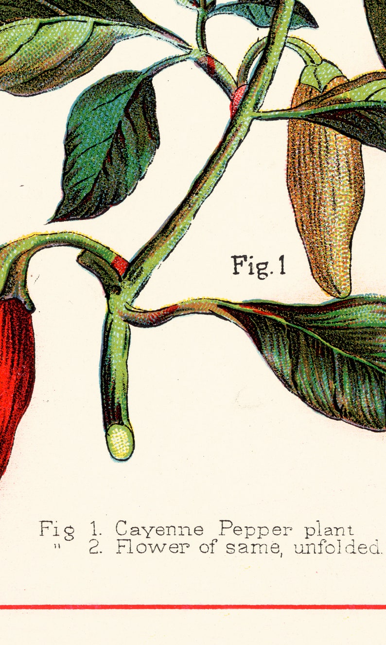 Vintage Spice Posters & Prints Botanical Print Spices and | Etsy