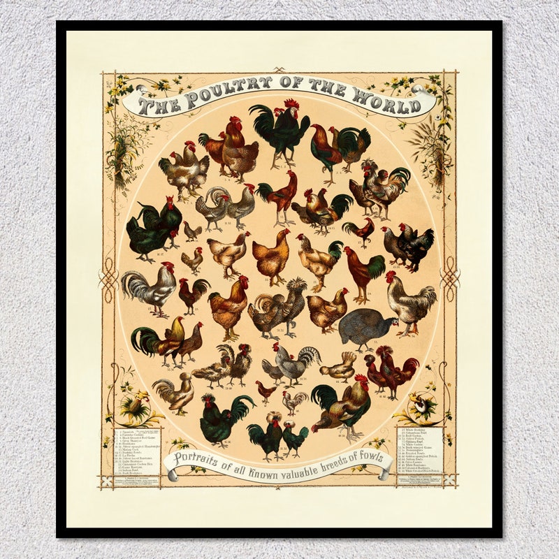 Chicken Poster - Etsy