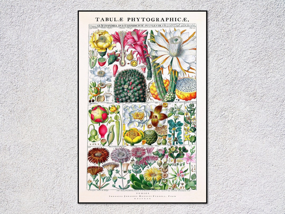 Vintage Botanical Illustration Retro Plant Poster Flowers - Etsy