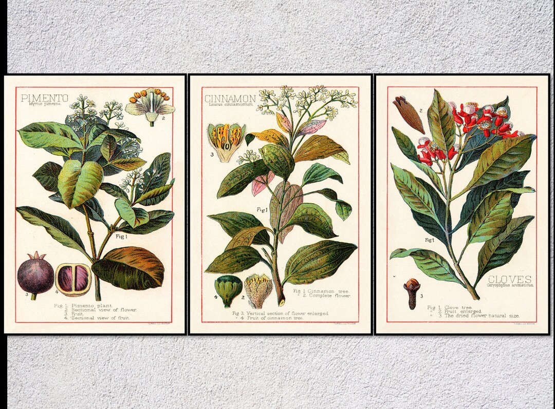 Vintage Spice Plant Illustration Set 3 | Pimento Cinnamon and Clove ...