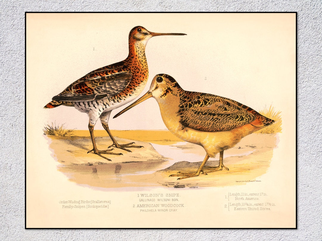 Wilson’s Snipe Print | Gallinago Wilsoni Art | Vintage Bird ...
