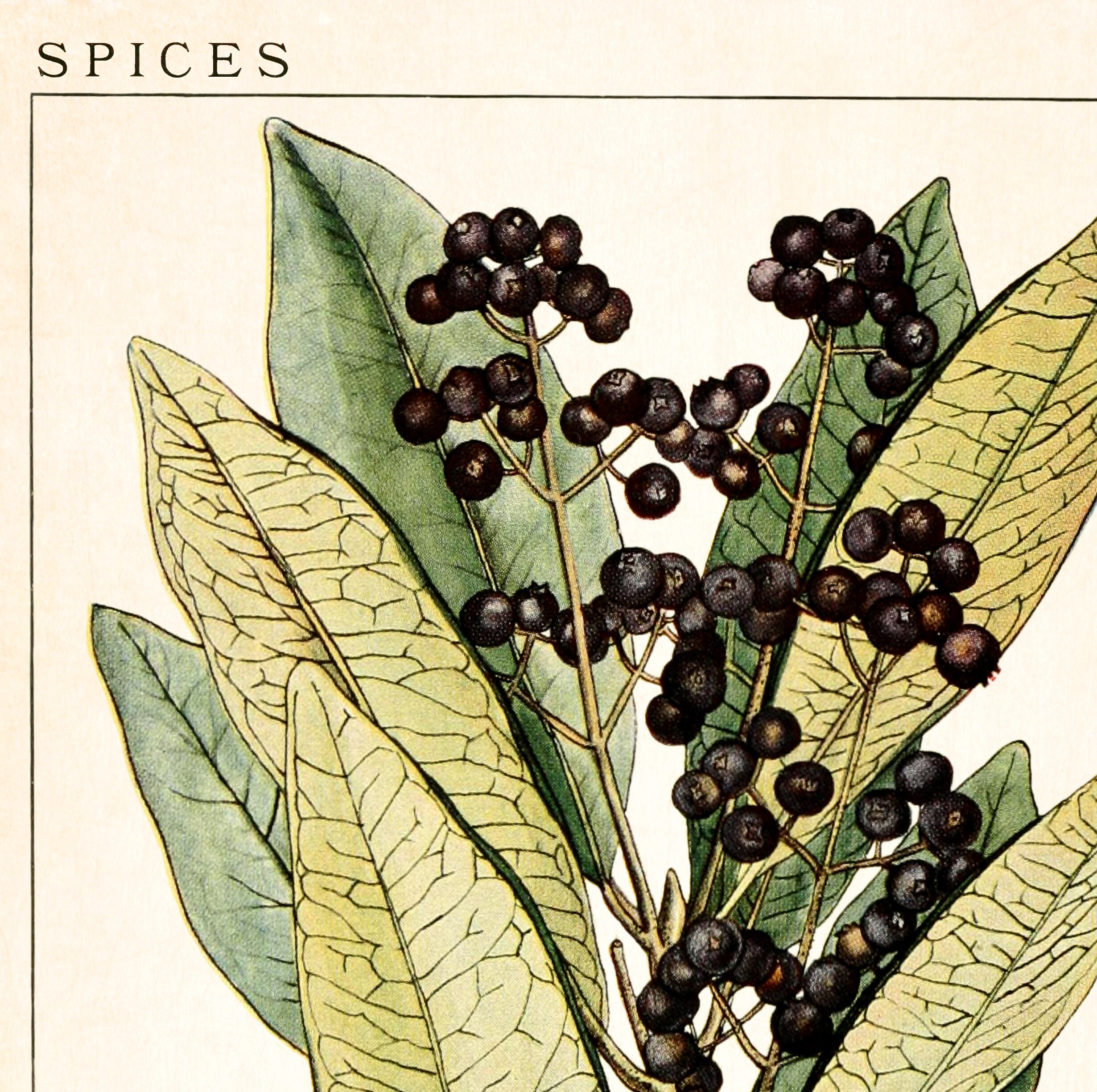 Vintage Spice Posters Vintage Botanical Herb Prints Spices - Etsy Ireland