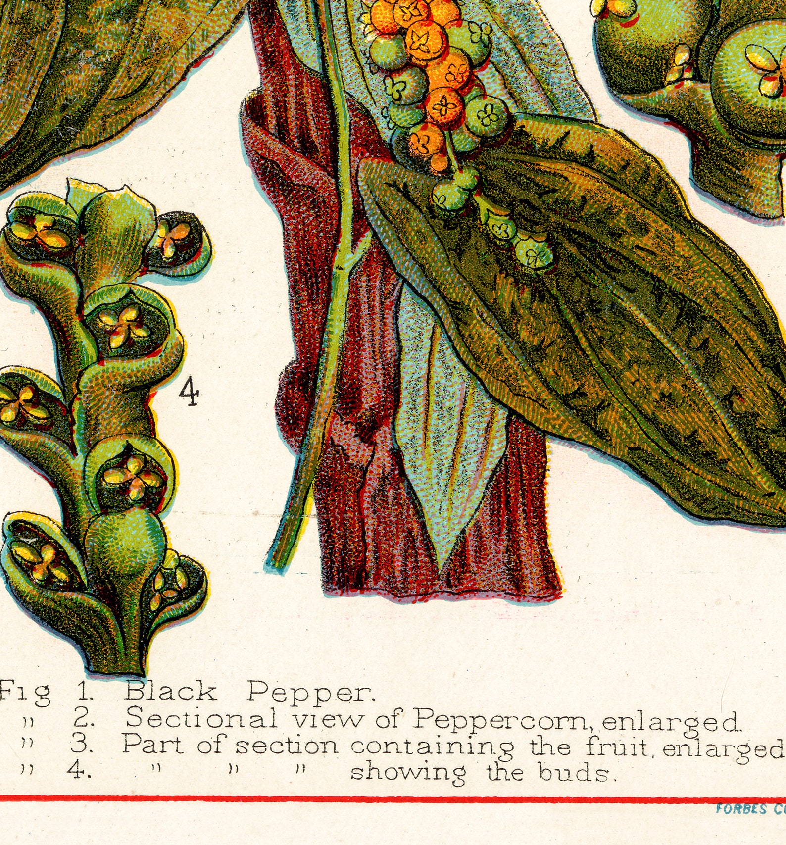 Vintage Spice Posters & Prints Botanical Print Spices and - Etsy