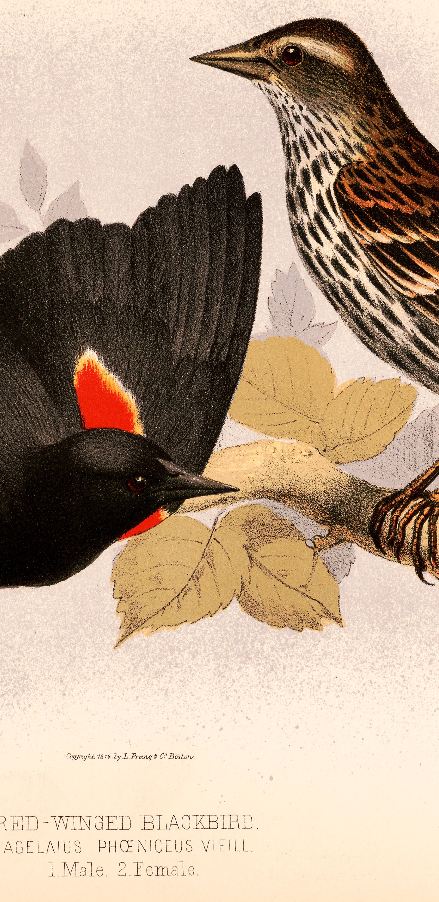 Red-winged Blackbird Print | Vintage Ornithology Art | Antique Bird ...