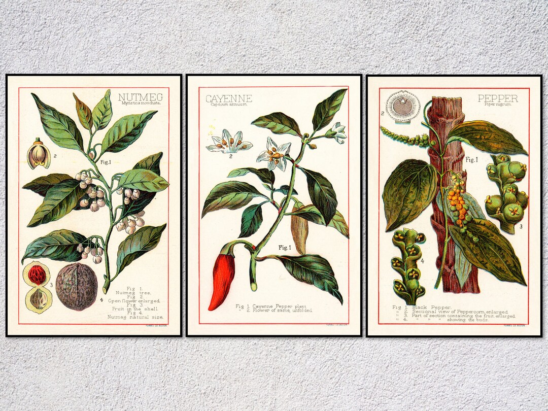 Vintage Spice Prints Set | Nutmeg Cayenne Pepper Posters | Botanical ...