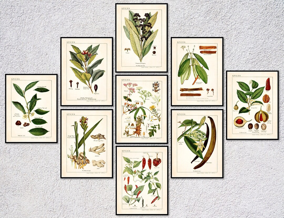 Vintage Herb Print Set | Botanical Spice Posters | Culinary Kitchen ...