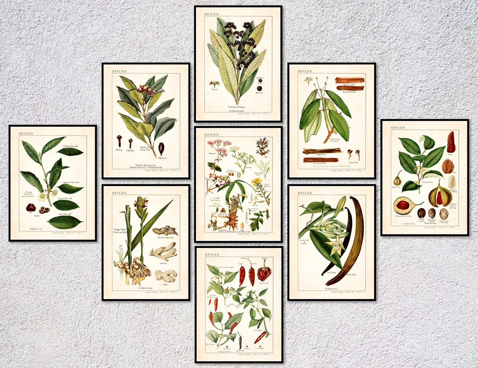 Vintage Spice Posters Vintage Botanical Herb Prints Spices - Etsy Ireland