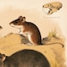 Jumping Mouse Print | Vintage Zoology Art | Science Wall Decor ...