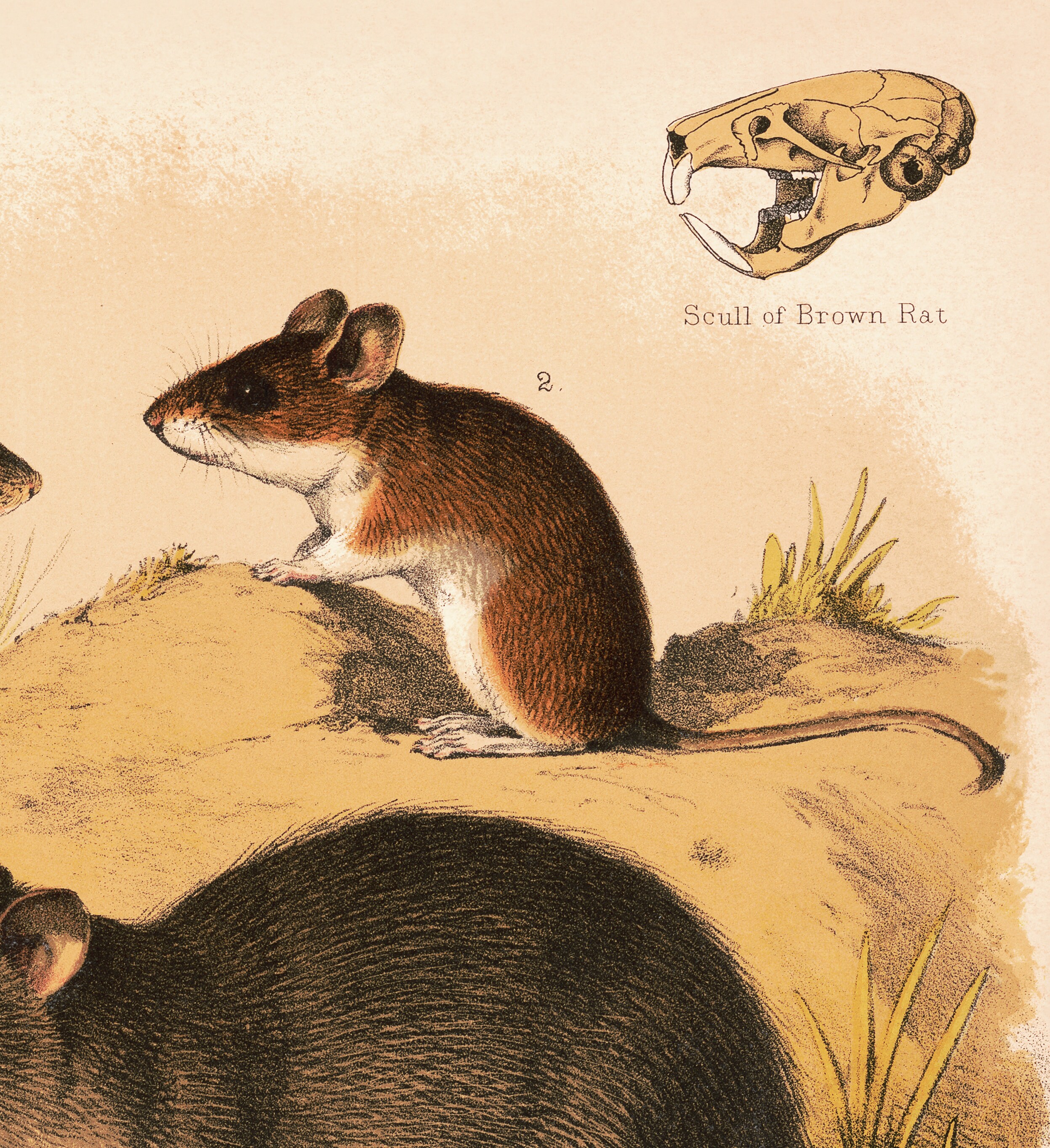 Jumping Mouse Science Wall Decor Zoology Art Antique - Etsy