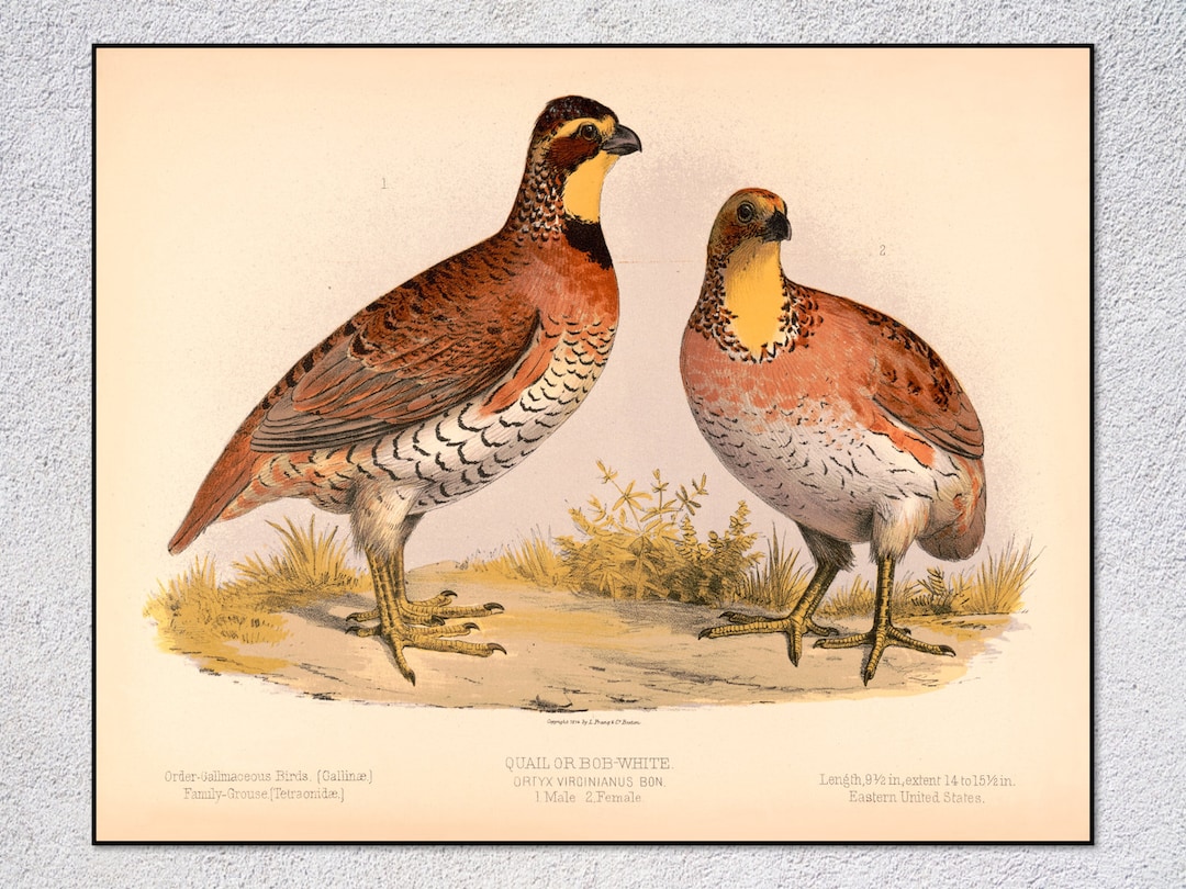 Bobwhite Quail Illustration | 19th Century Restored Print | Vintage ...
