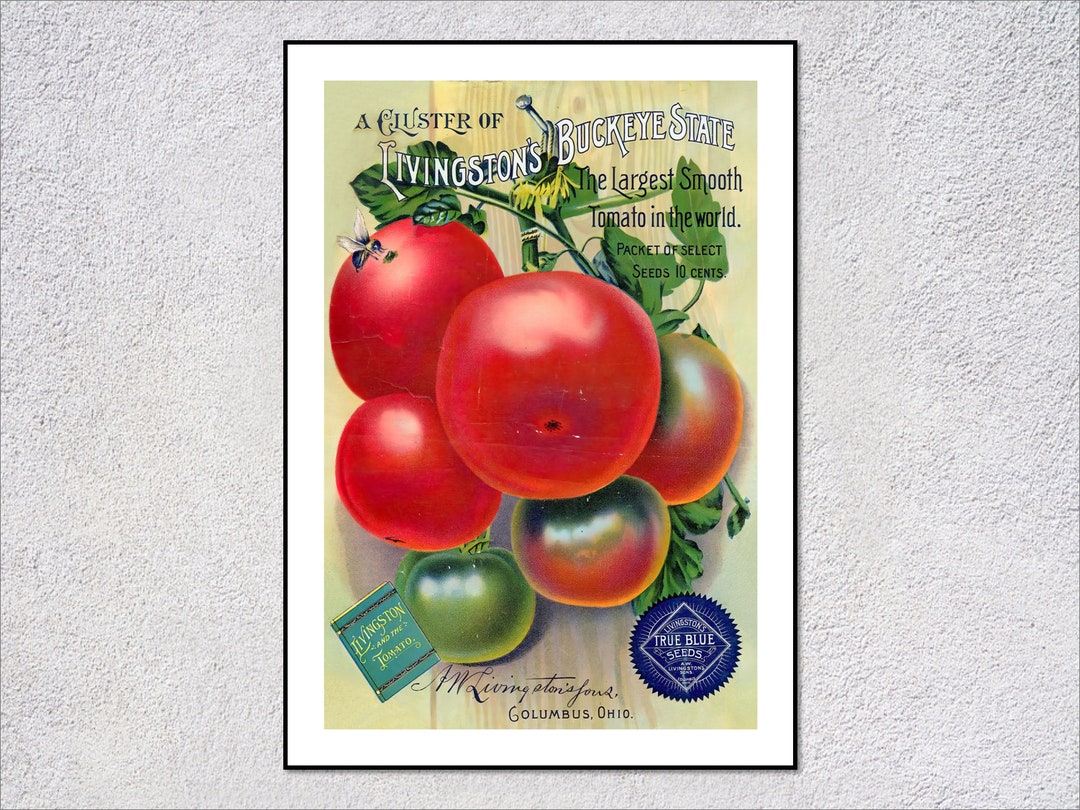 Vintage Tomato Seed Poster | Kitchen & Farmhouse Wall Art - Etsy