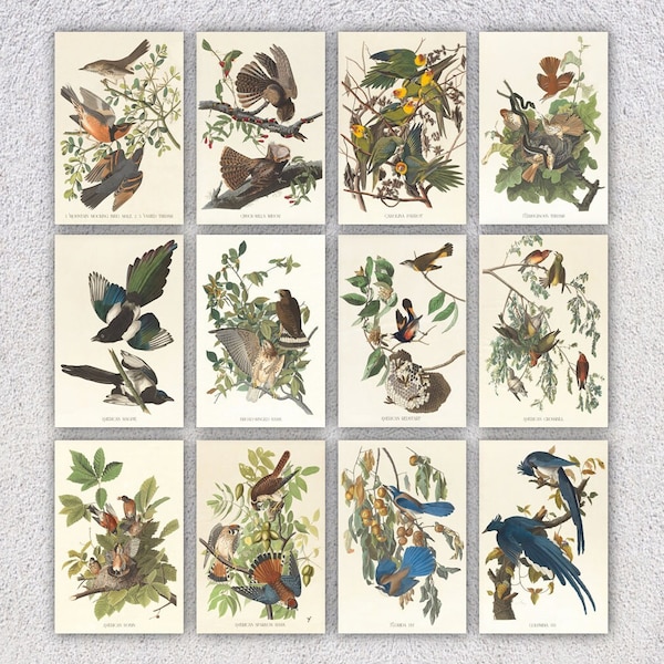 Bird Postcards - Etsy