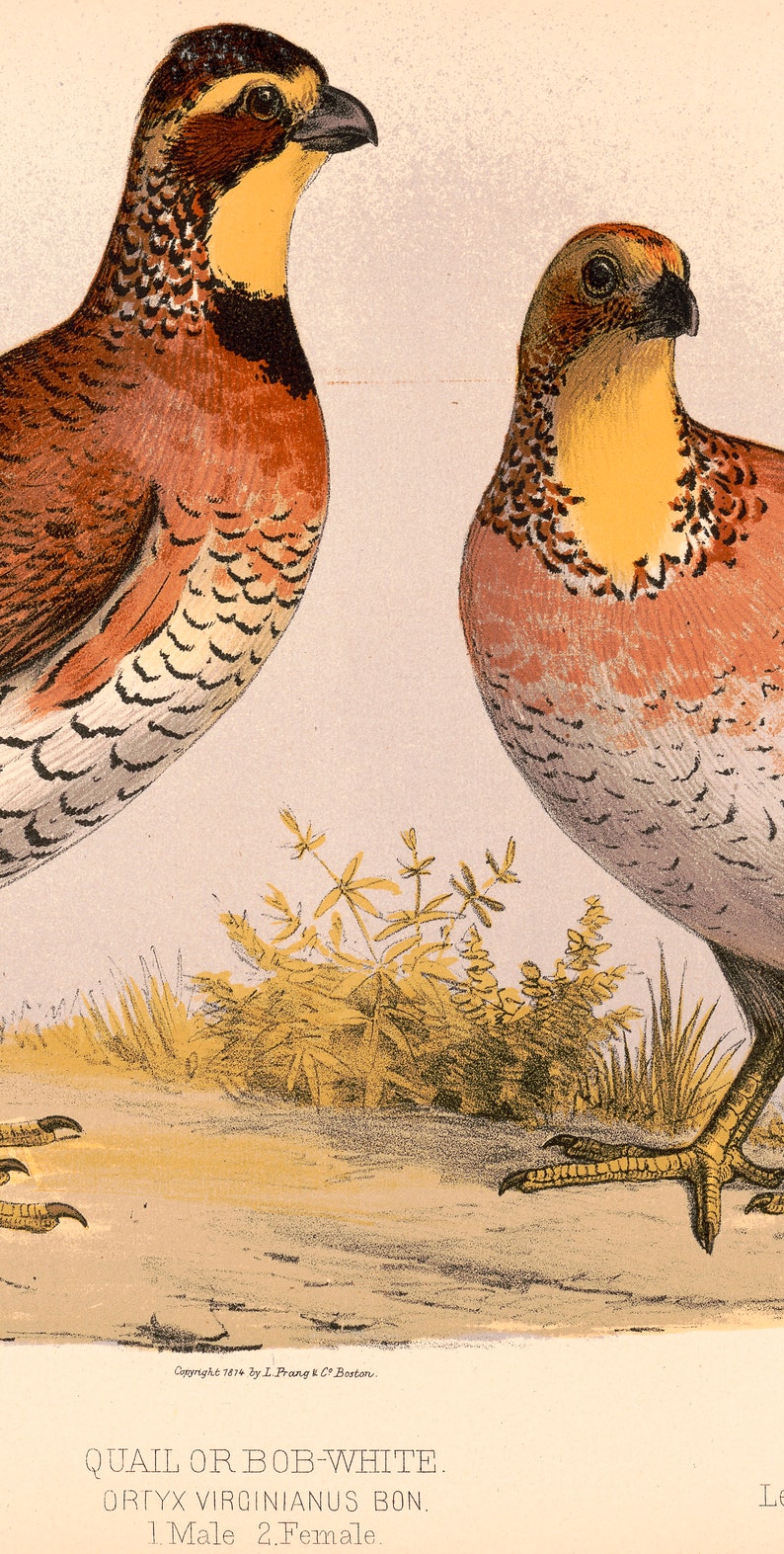 Bobwhite Quail Illustration | 19th Century Restored Print | Vintage ...