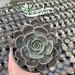 Assorted Live Rooted Succulent Plugs Great for Baby Showers, Wedding ...