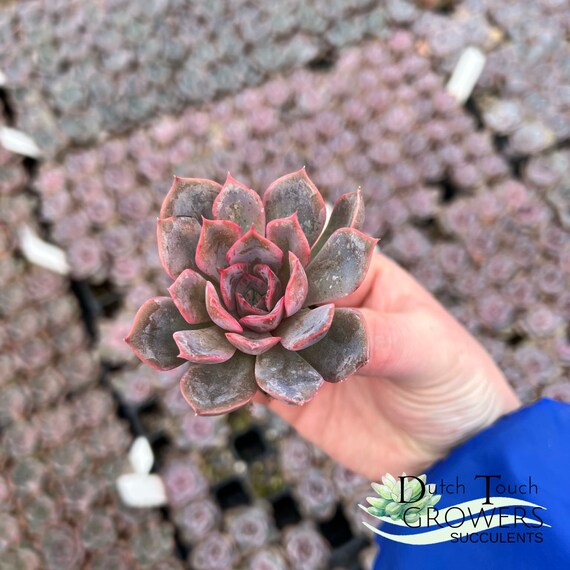 Echeveria Menina Live Rooted Succulent - Etsy