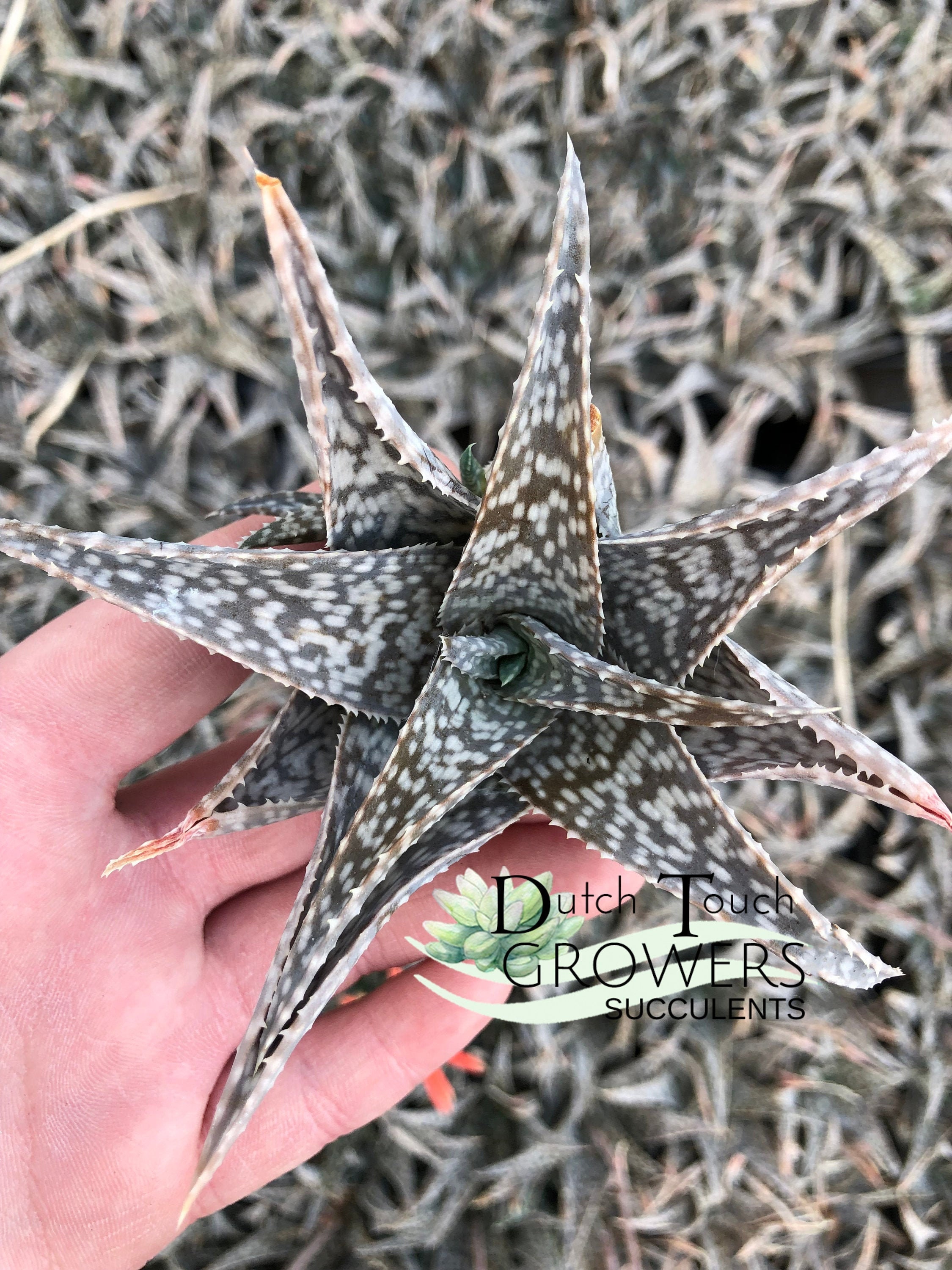 Aloe White Fox Live Rooted Succulent - Etsy