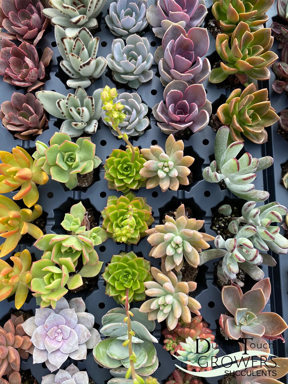 Assorted Live Rooted Succulent Plugs Great for Baby Showers - Etsy