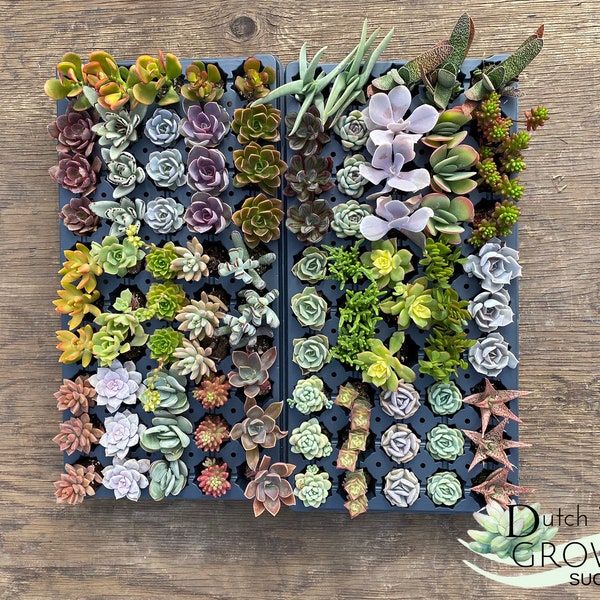 Live Succulents - Etsy