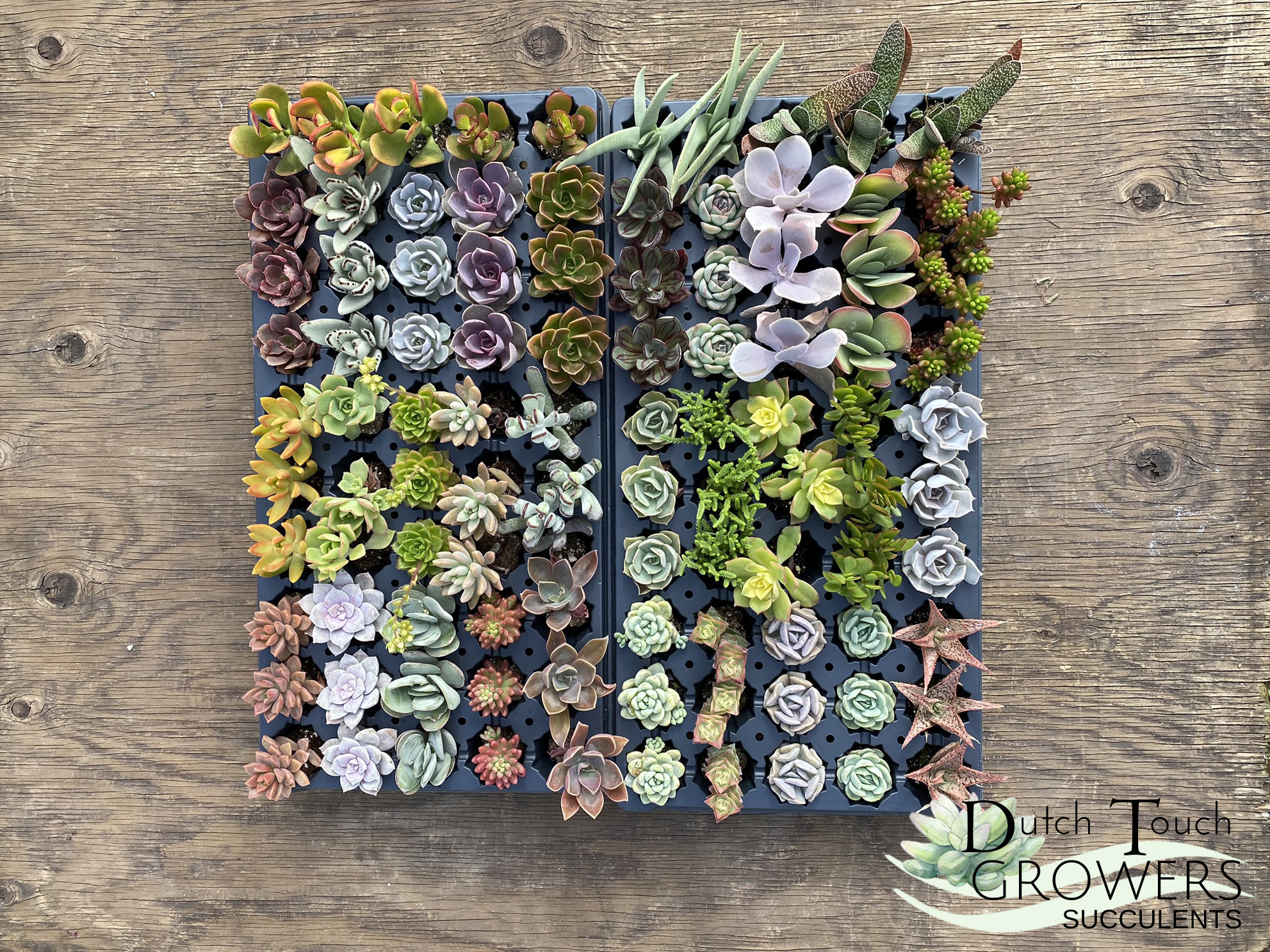 Assorted Live Rooted Succulent Plugs Great for Baby Showers - Etsy