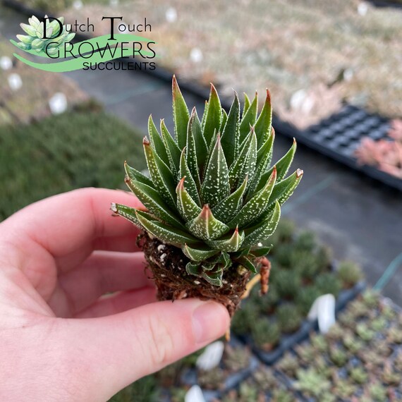 Haworthia Herbacea Live Rooted Succulent Plant Plugs & | Etsy