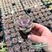 Assorted Live Rooted Succulent Plugs | Great for Baby Showers, Wedding ...