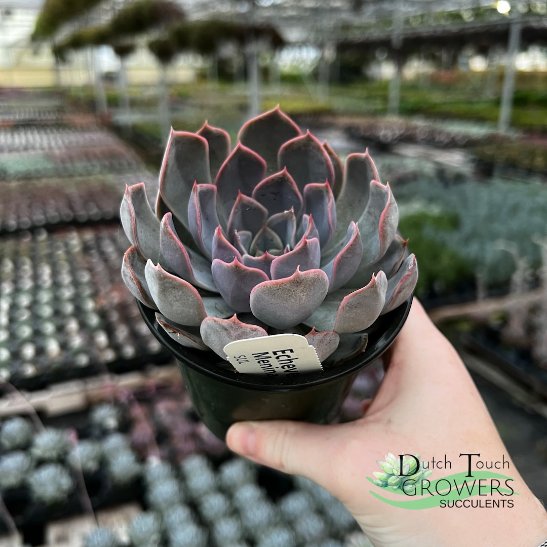 Echeveria Menina Live Rooted Succulent - Etsy