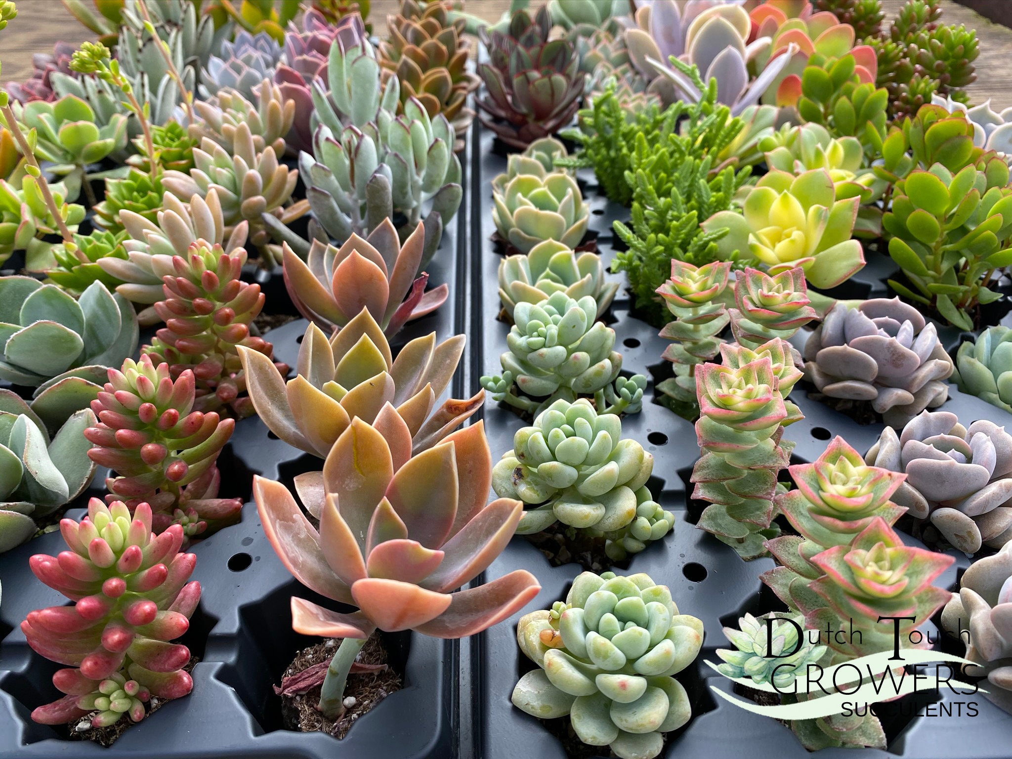 Assorted Live Rooted Succulent Plugs Great for Baby Showers - Etsy