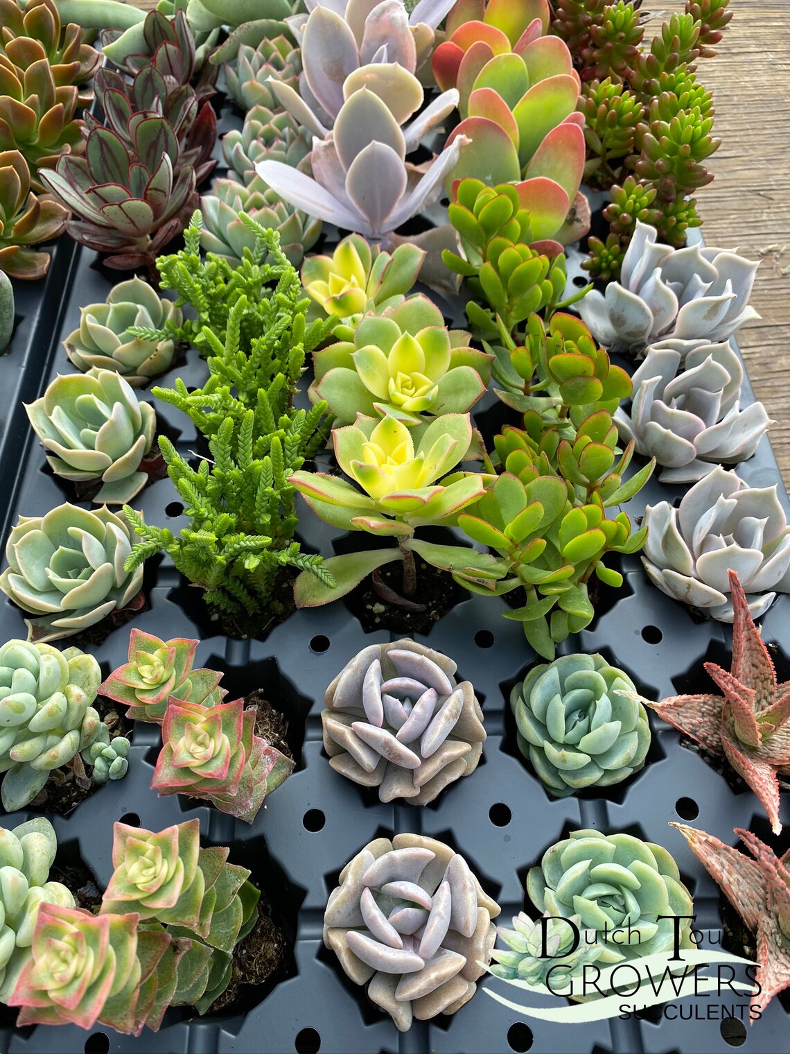Assorted Live Rooted Succulent Plugs Great for Baby Showers - Etsy