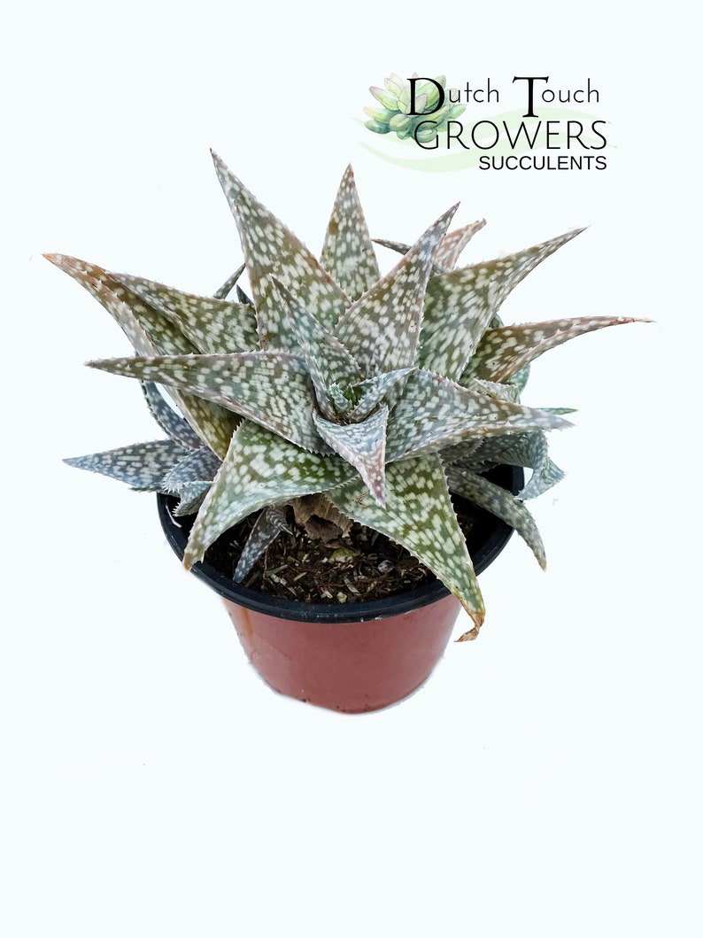Aloe White Fox Live Rooted Succulent - Etsy