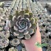 Assorted Live Rooted Succulent Plugs Great for Baby Showers, Wedding ...