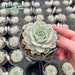 Assorted Live Rooted Succulent Plugs | Great for Baby Showers, Wedding ...