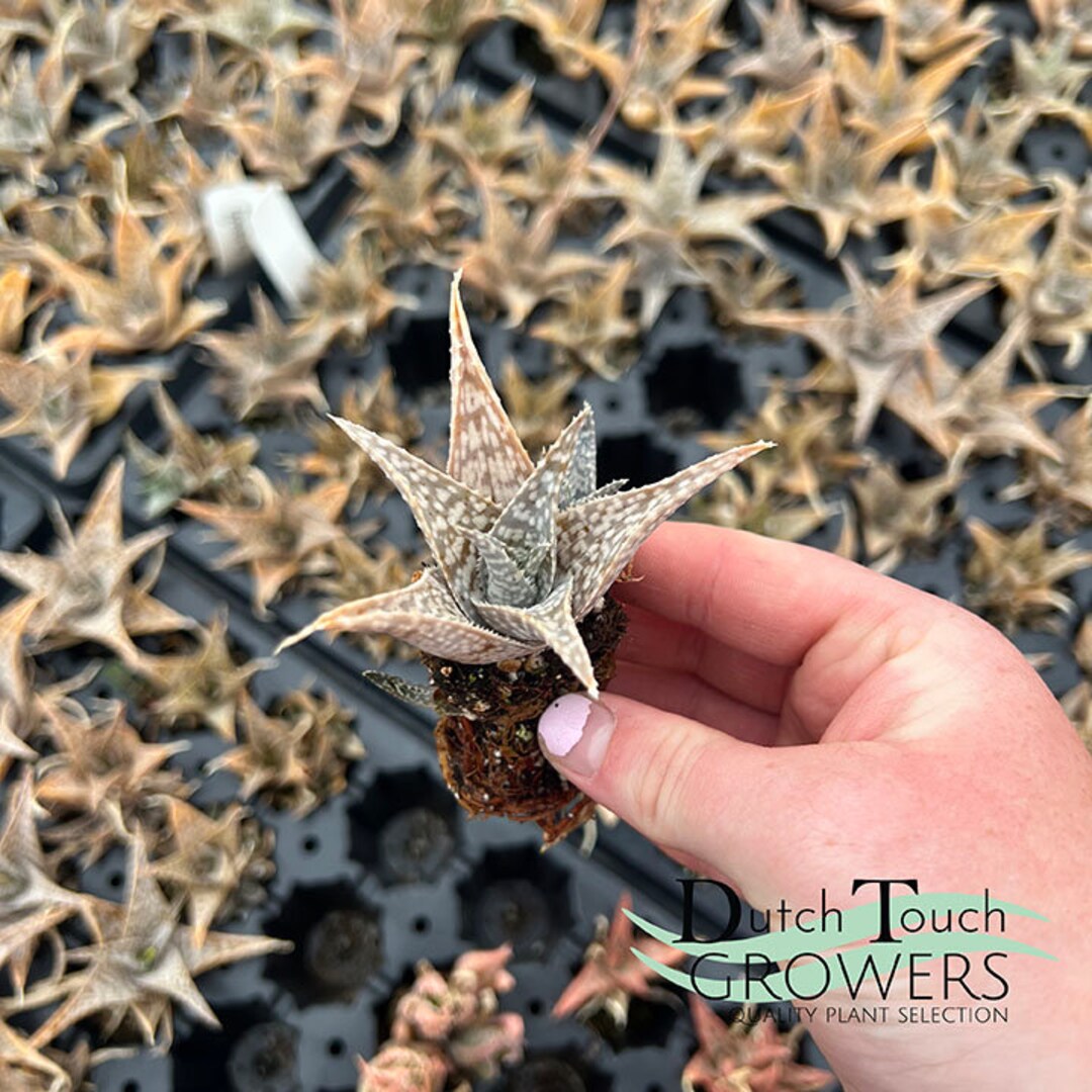 Aloe White Fox | Live Rooted Succulent - Etsy