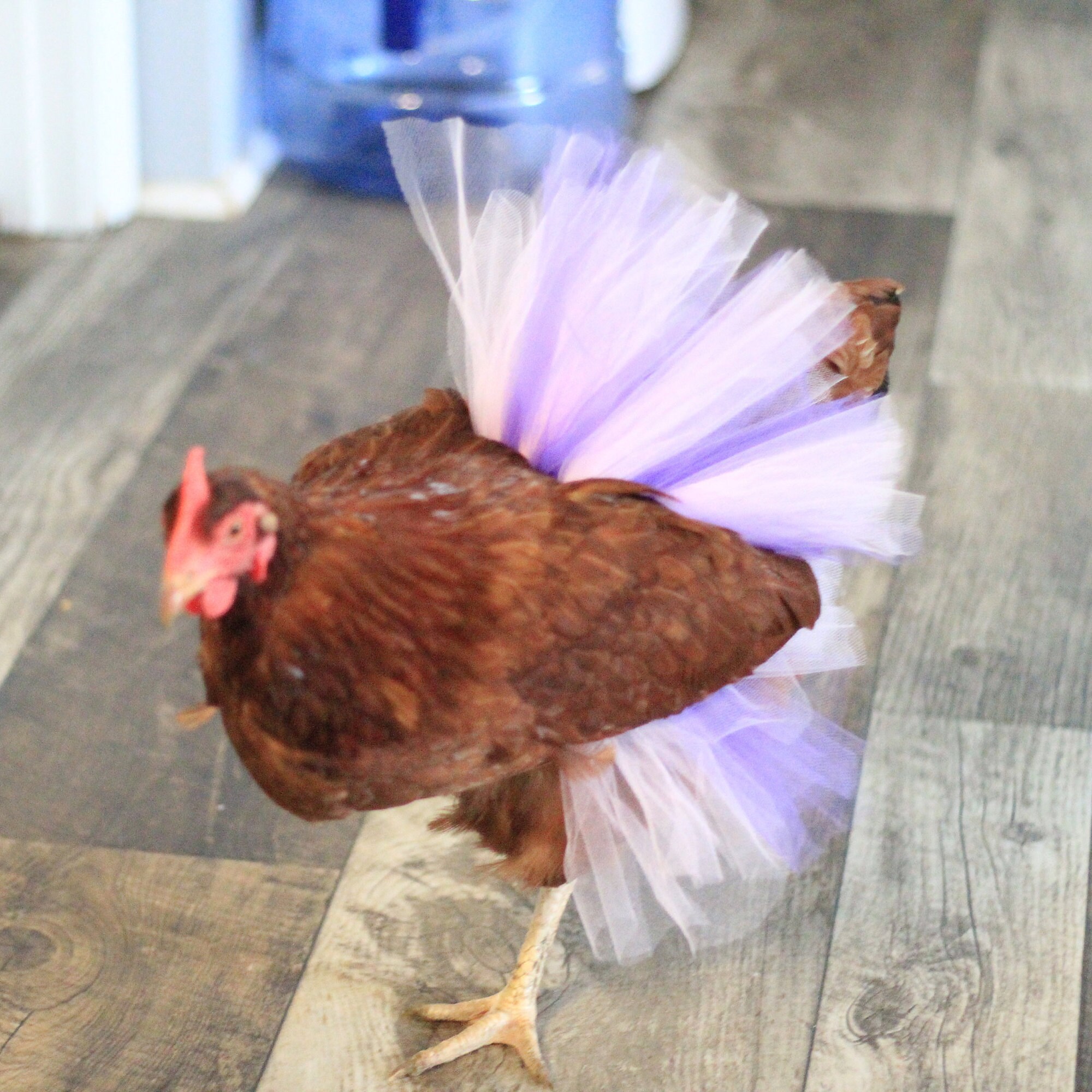 Chicken Tutu Pet Tutu Chicken Lover Gift Chicken Dress | Etsy