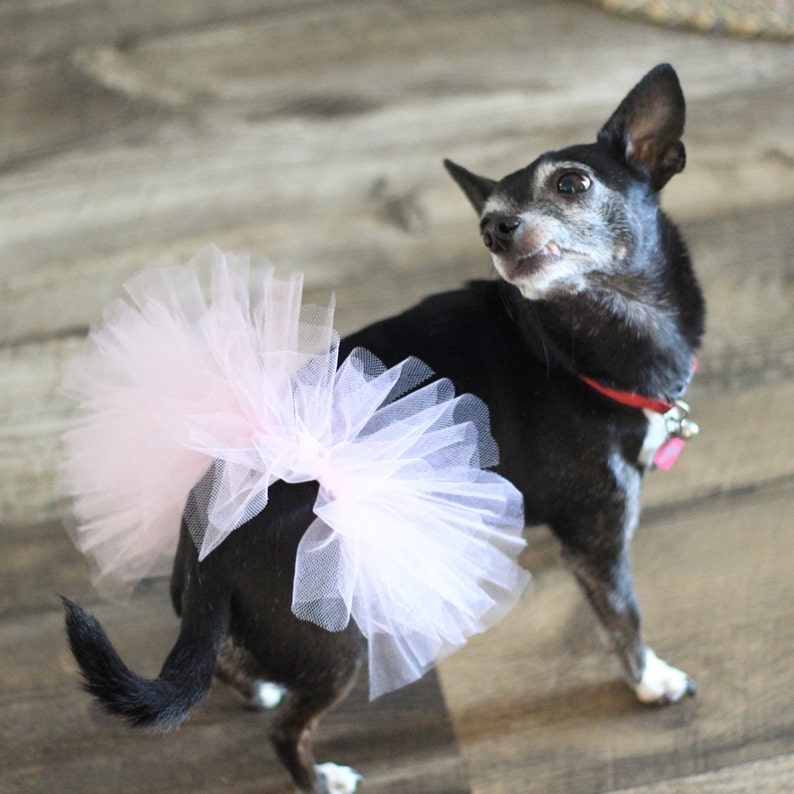 Dog Tutu Puppy Tutu Dog Birthday Dog Costume Dog - Etsy
